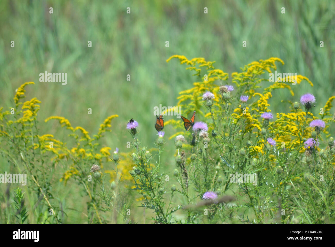 This photograph captures Monarch Butterflies in New Jersey's Bombay ...