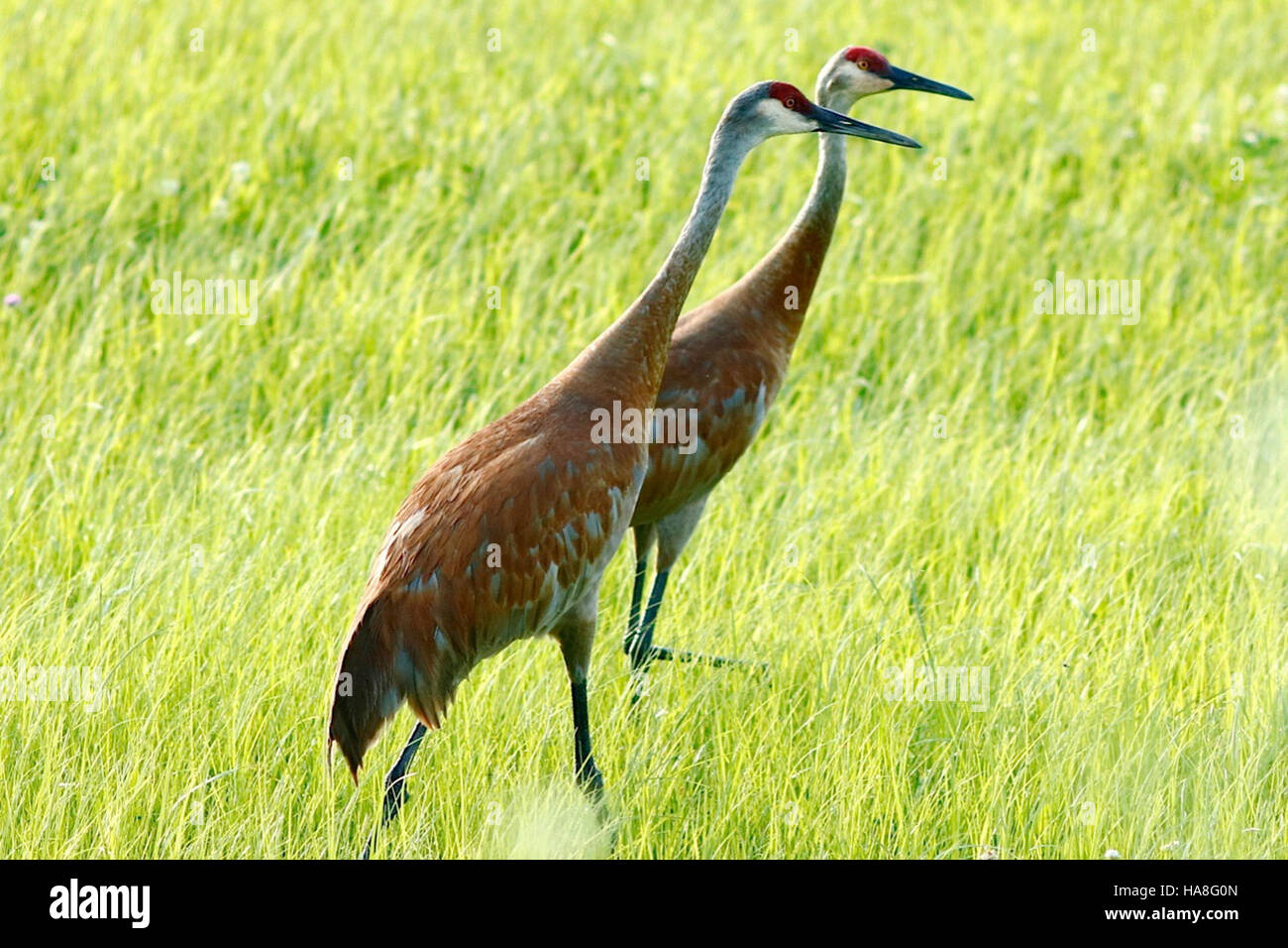A photograph of Sandhill Cranes at Trempealeau National Wildlife Refuge ...