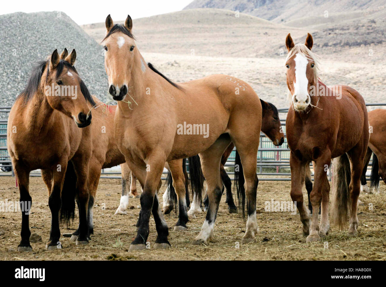 This photograph shows a Bureau of Land Management (BLM) wild horse and ...