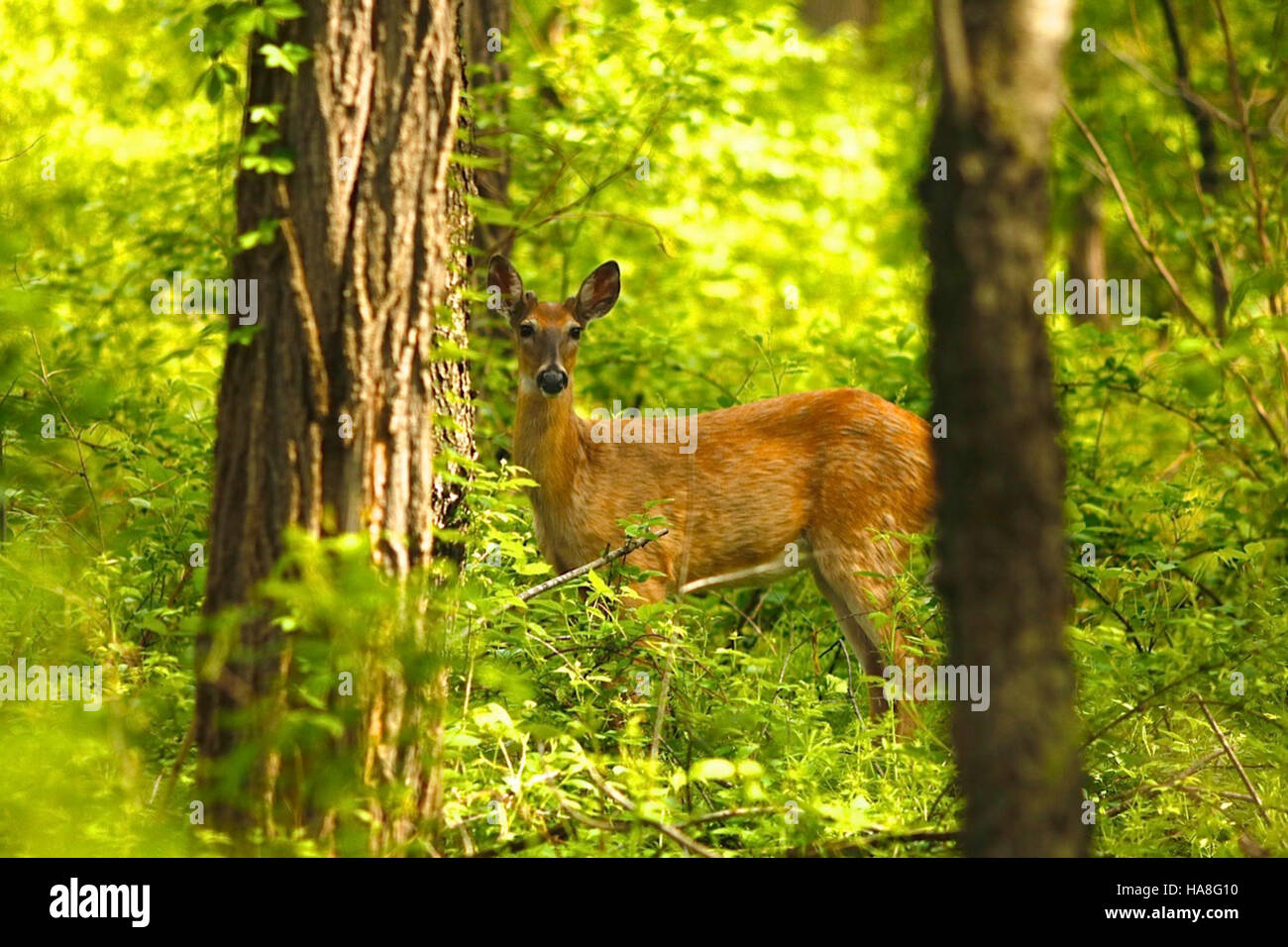 White tailed deer known hi-res stock photography and images - Alamy