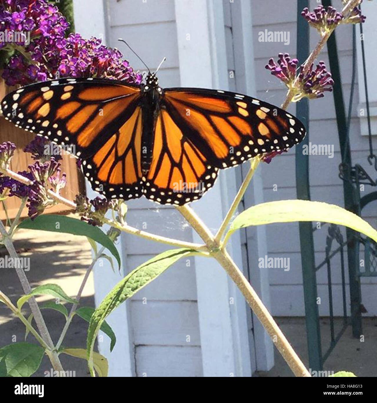 A photograph of a Monarch Butterfly in California, illustrating the ...
