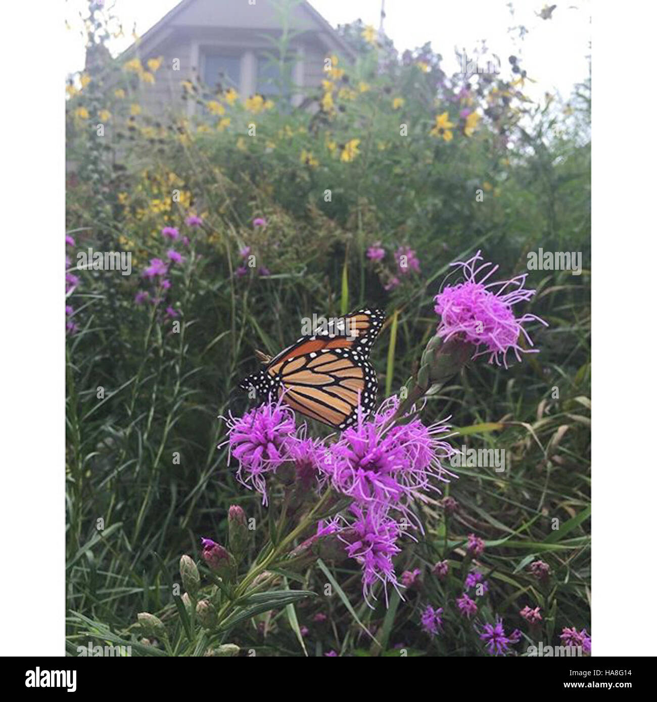The *Monarch Butterfly* featured in the image is observed in Canada ...