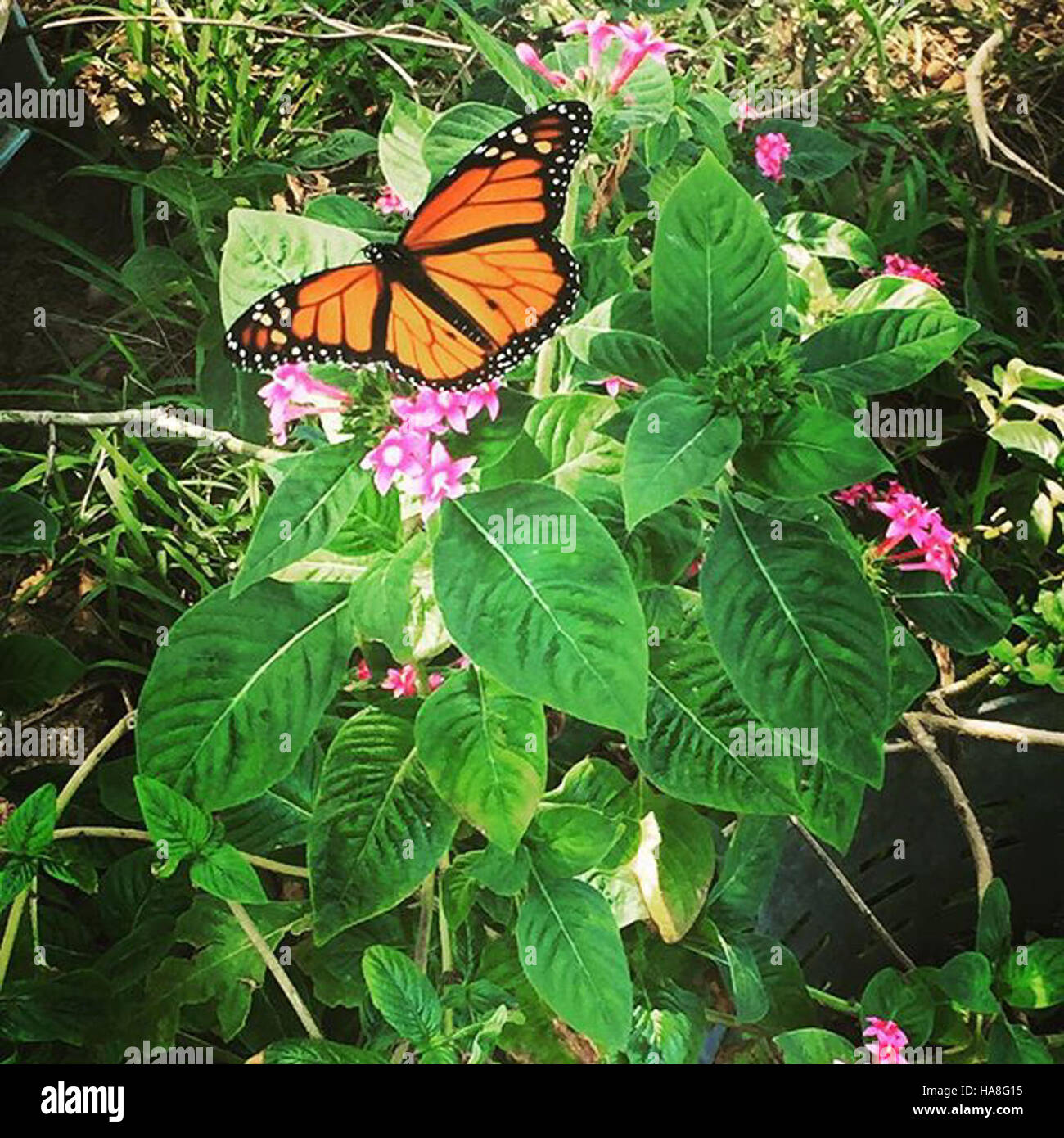 The Monarch Butterfly is a migrating species known for its stunning ...