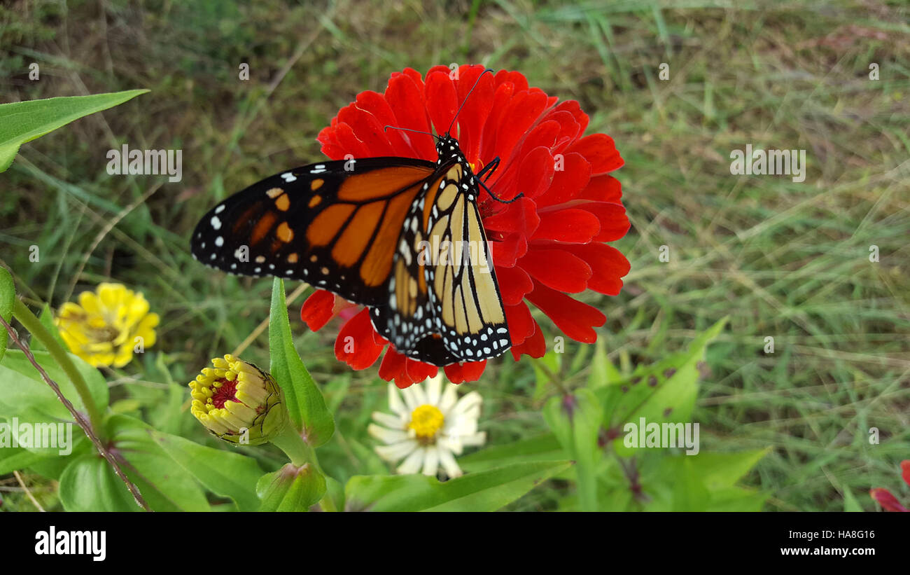 This photograph captures a Monarch butterfly in Indiana, emphasizing ...