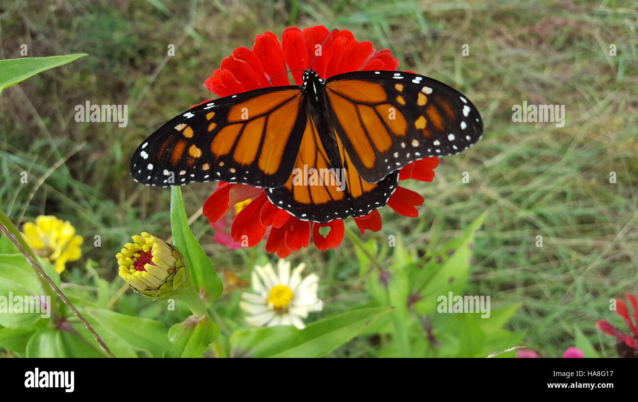 The Monarch butterfly is captured in this image, highlighting its ...