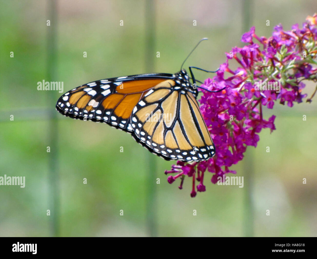 This photograph captures a Monarch butterfly in Virginia, showcasing ...