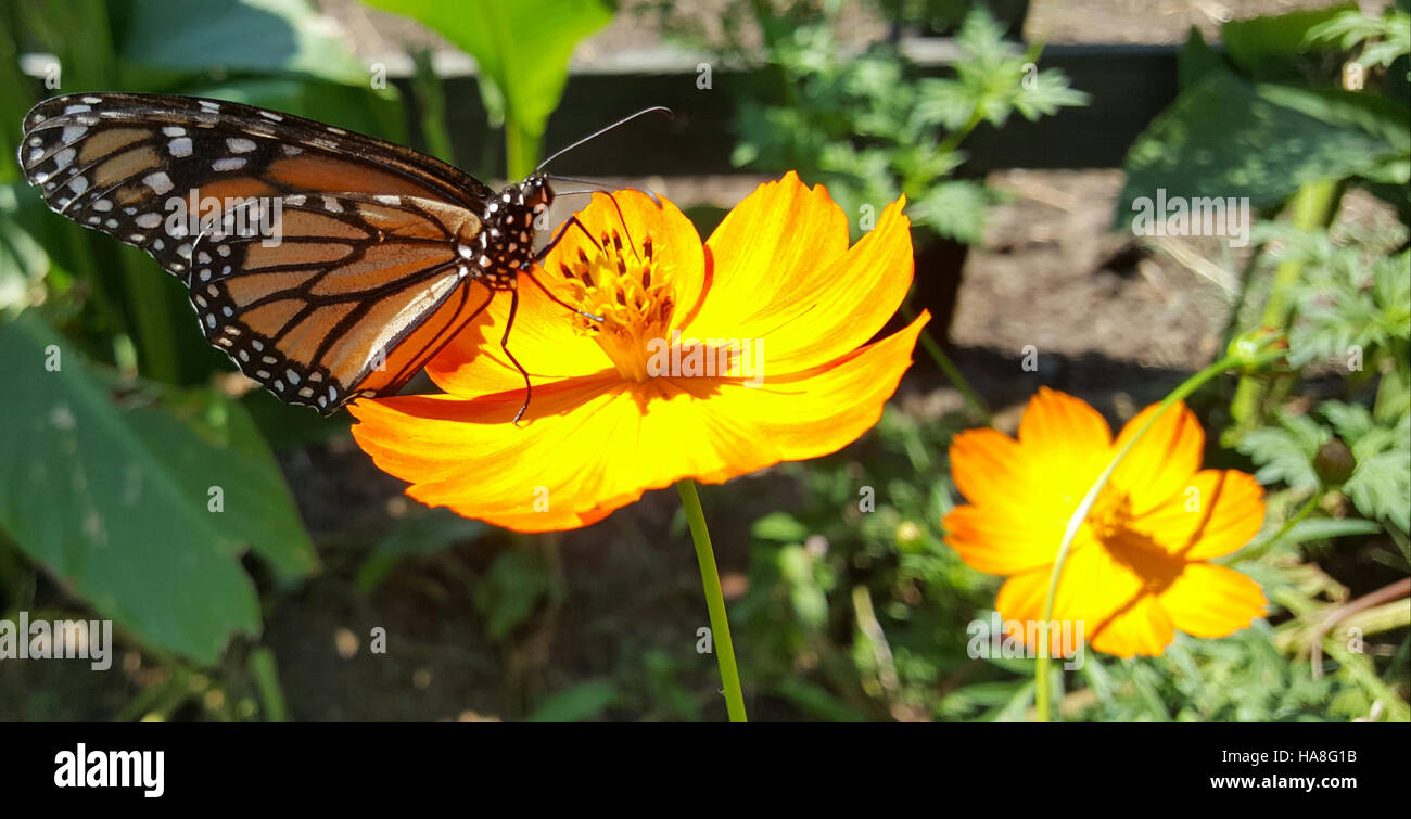 A Monarch butterfly captured in Indiana, displaying its distinctive ...