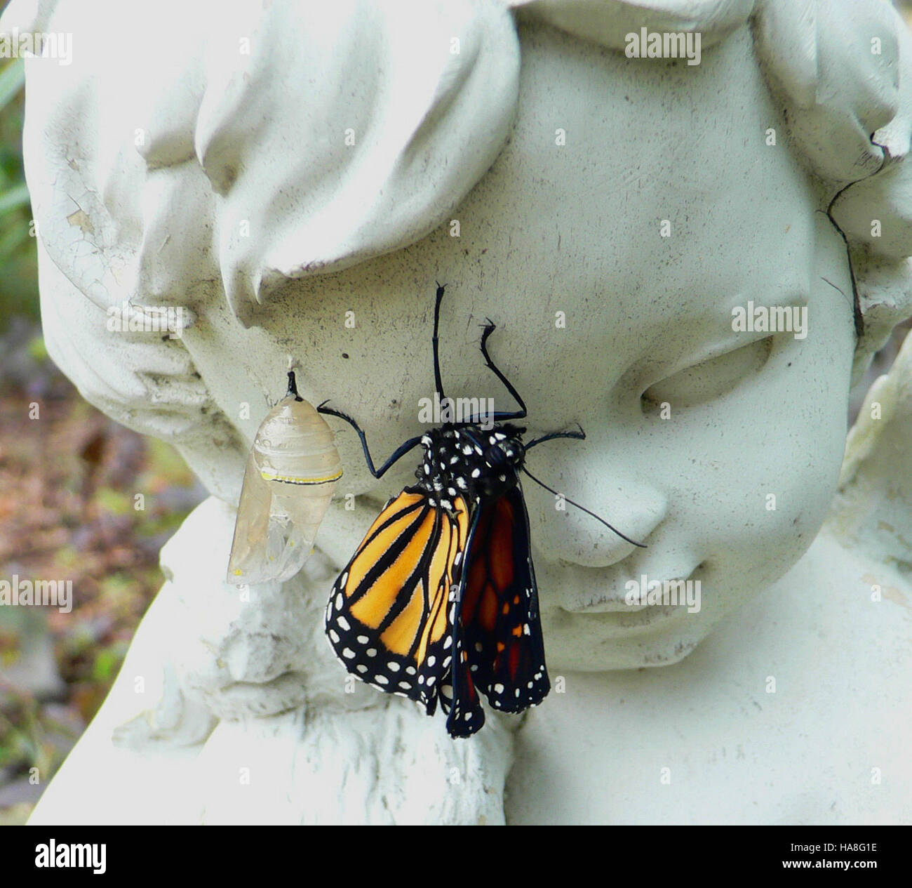 This image captures a Monarch butterfly in Florida, showcasing the ...