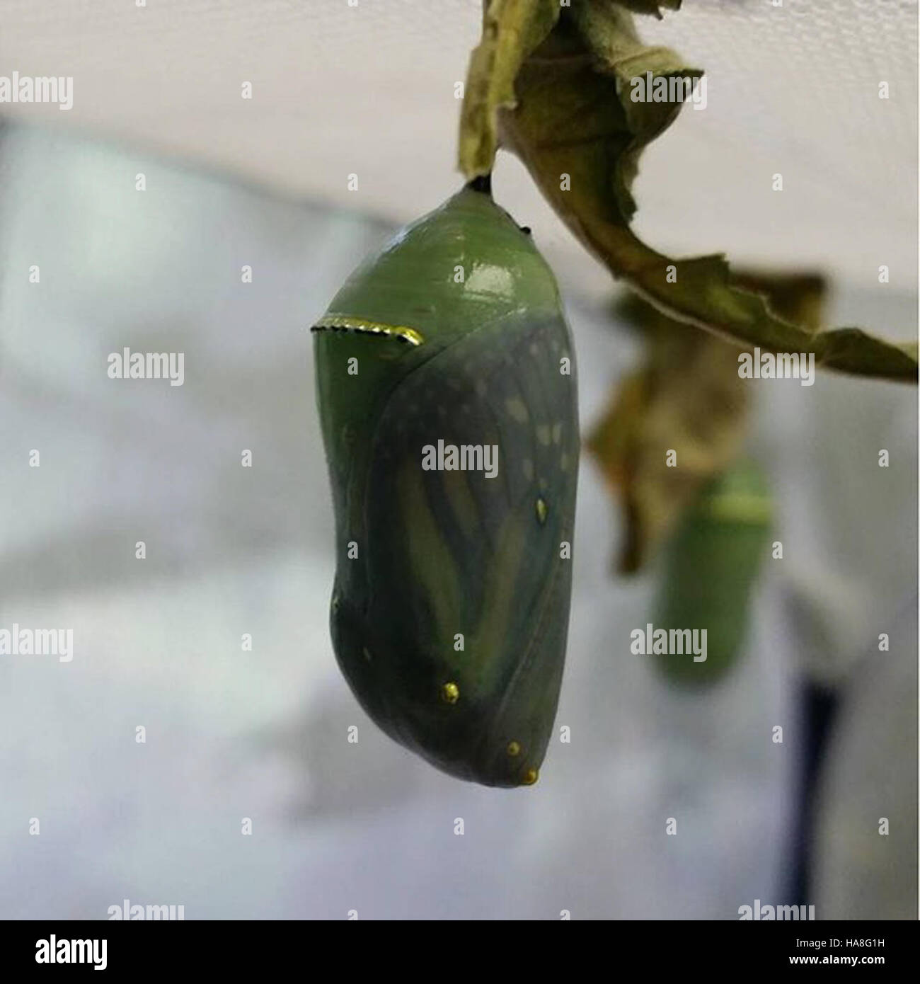 The Monarch chrysalis is pictured in New York, showing the transitional ...