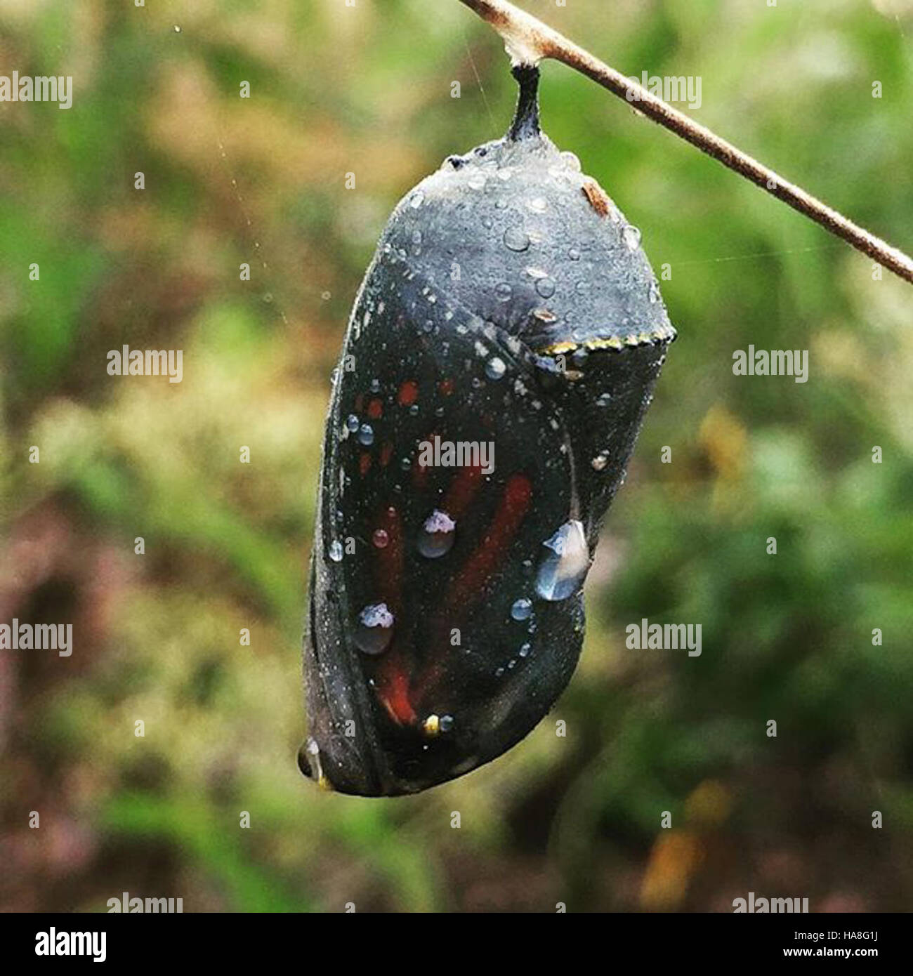 This image captures a Monarch butterfly chrysalis, an important stage ...