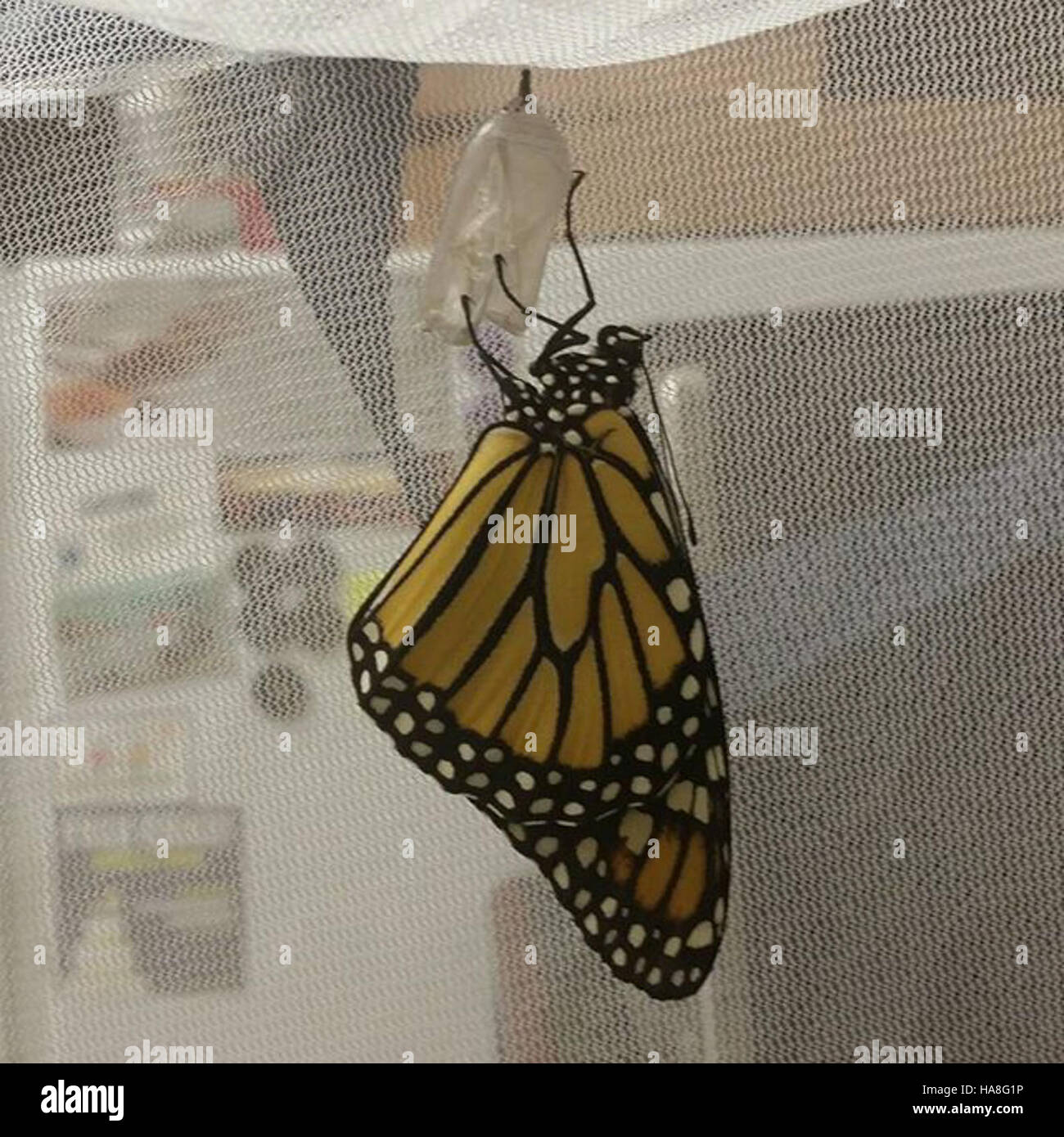 The photograph captures an empty chrysalis of the Monarch butterfly in ...