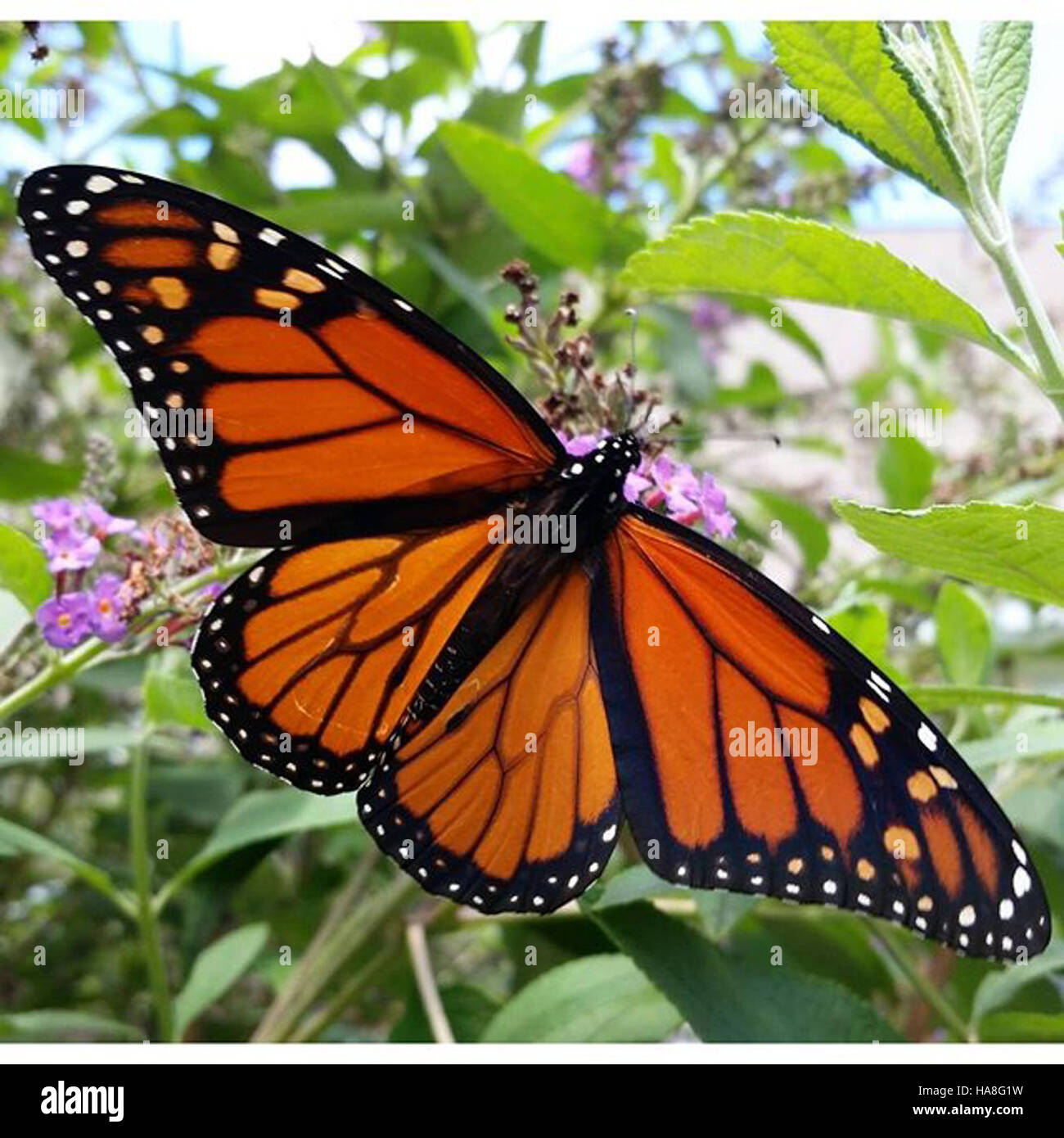 The Monarch Butterfly, captured in New York by the U.S. Fish and ...