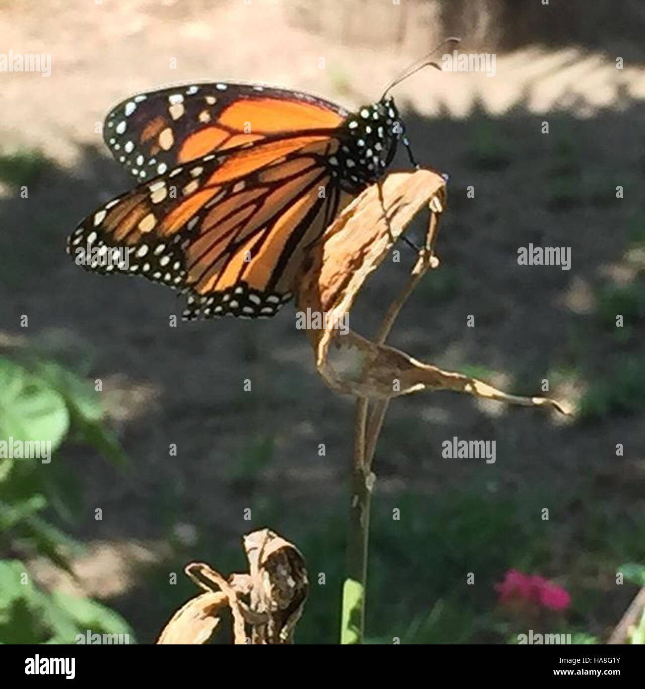 This photograph features a Monarch butterfly in Mexico, highlighting ...
