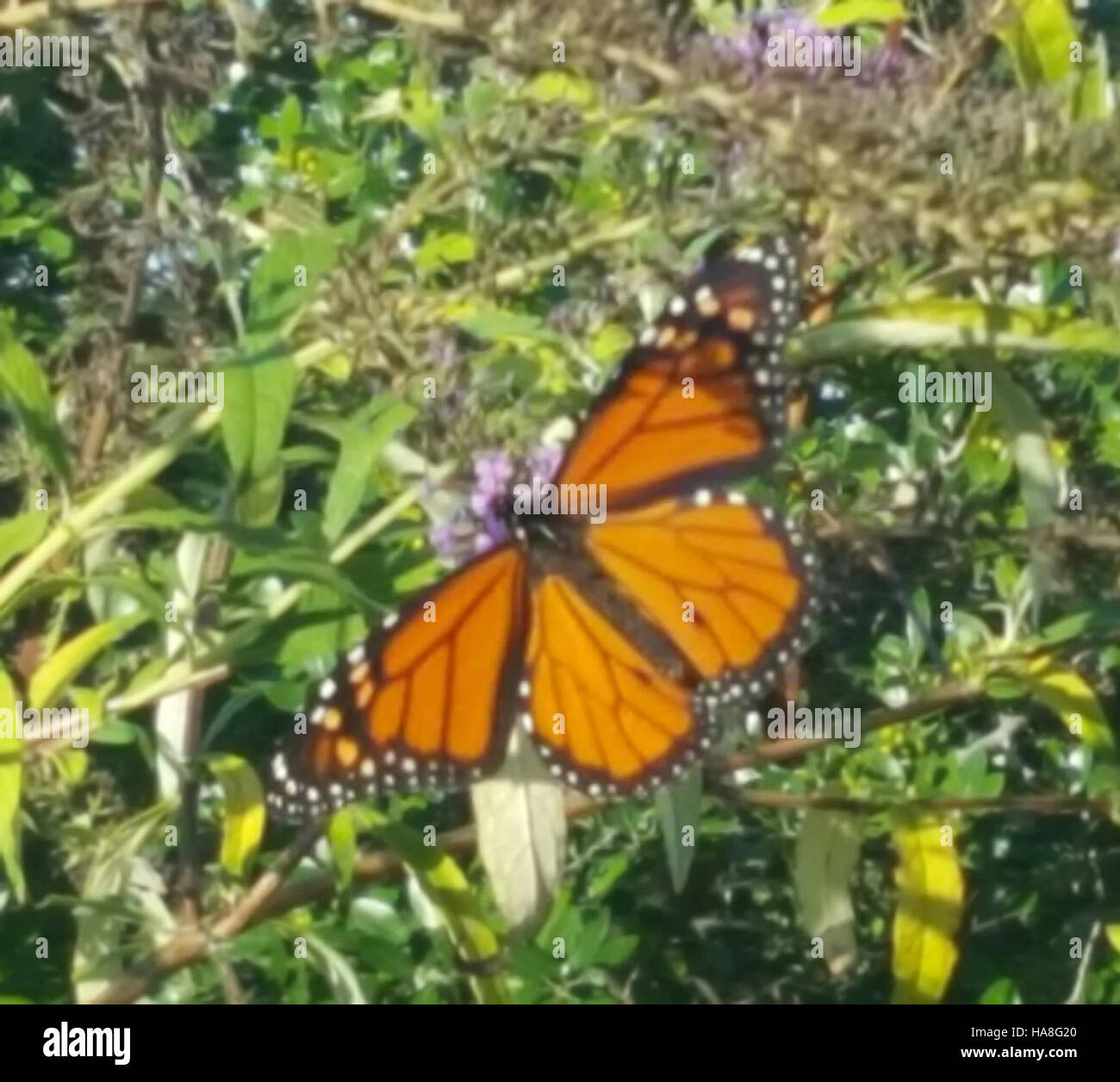 This image captures a Monarch butterfly in Texas, showcasing its ...