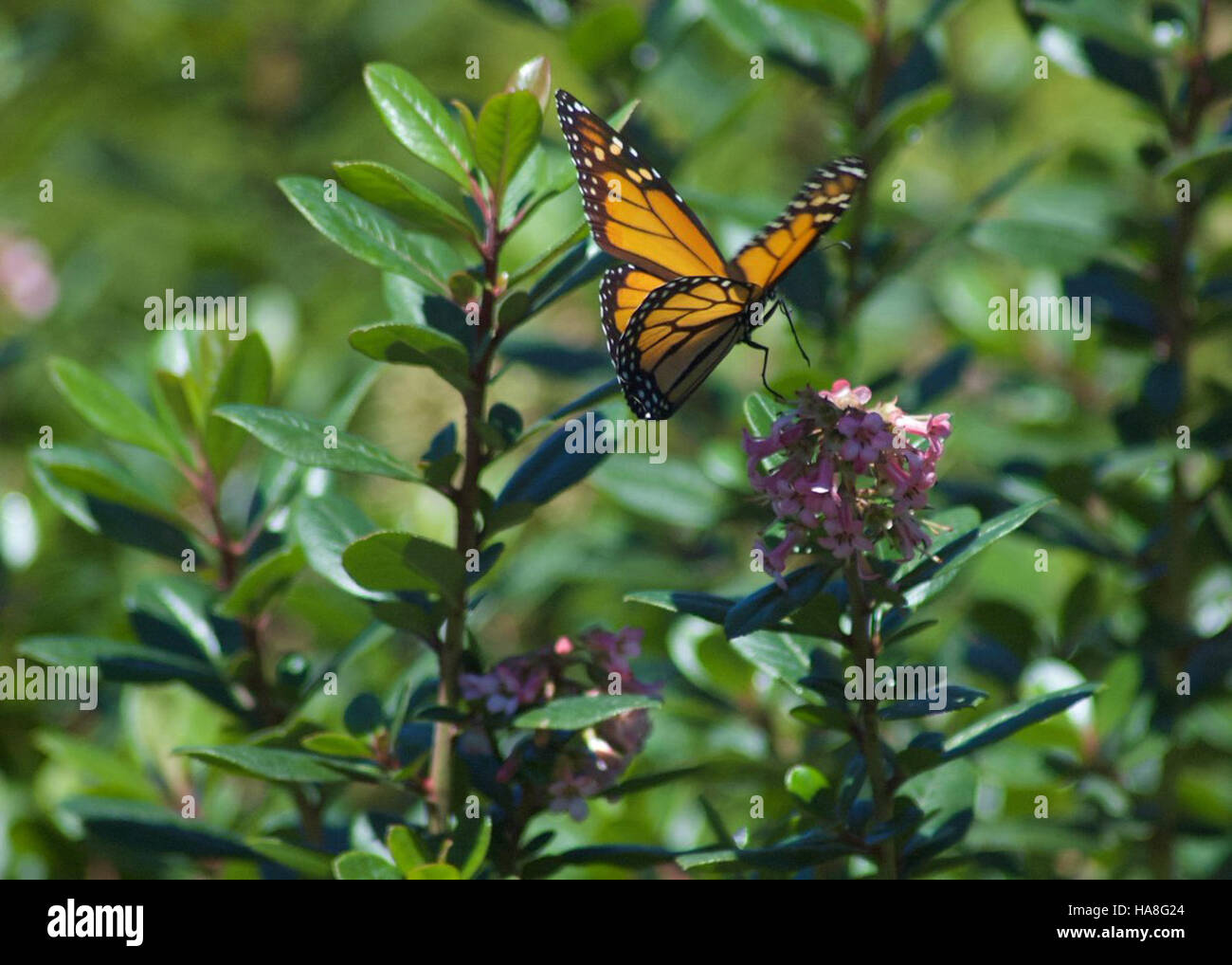 A photograph from US Fish and Wildlife Service, featuring a monarch ...
