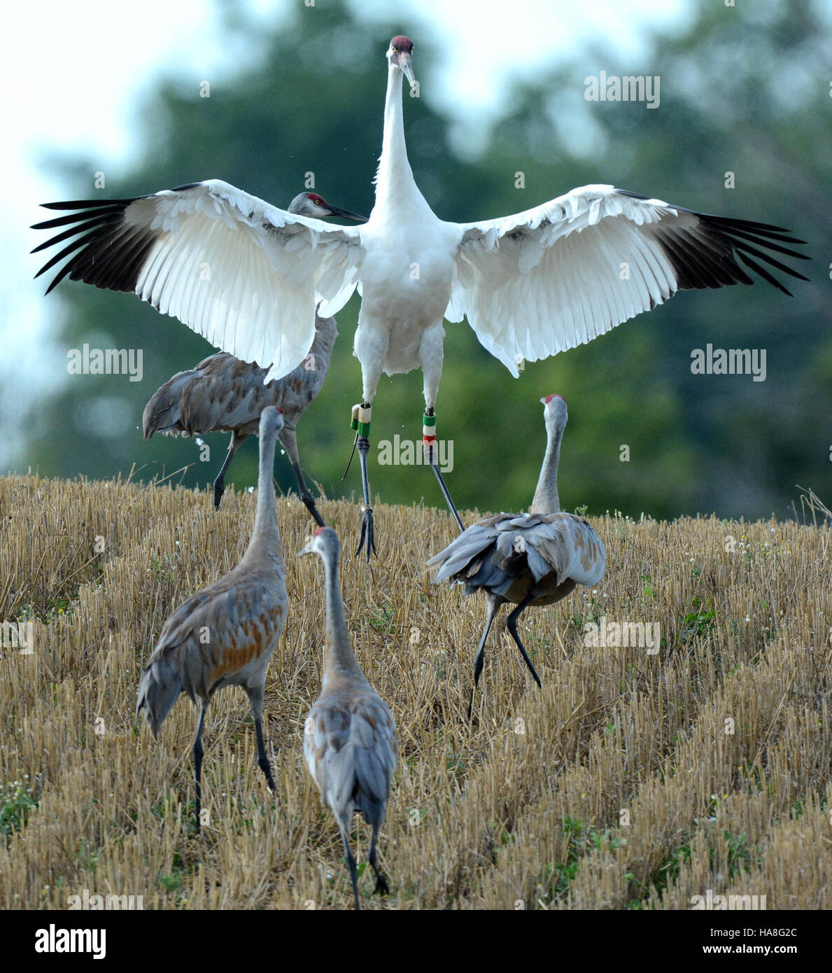 Two whooping cranes hi-res stock photography and images - Alamy