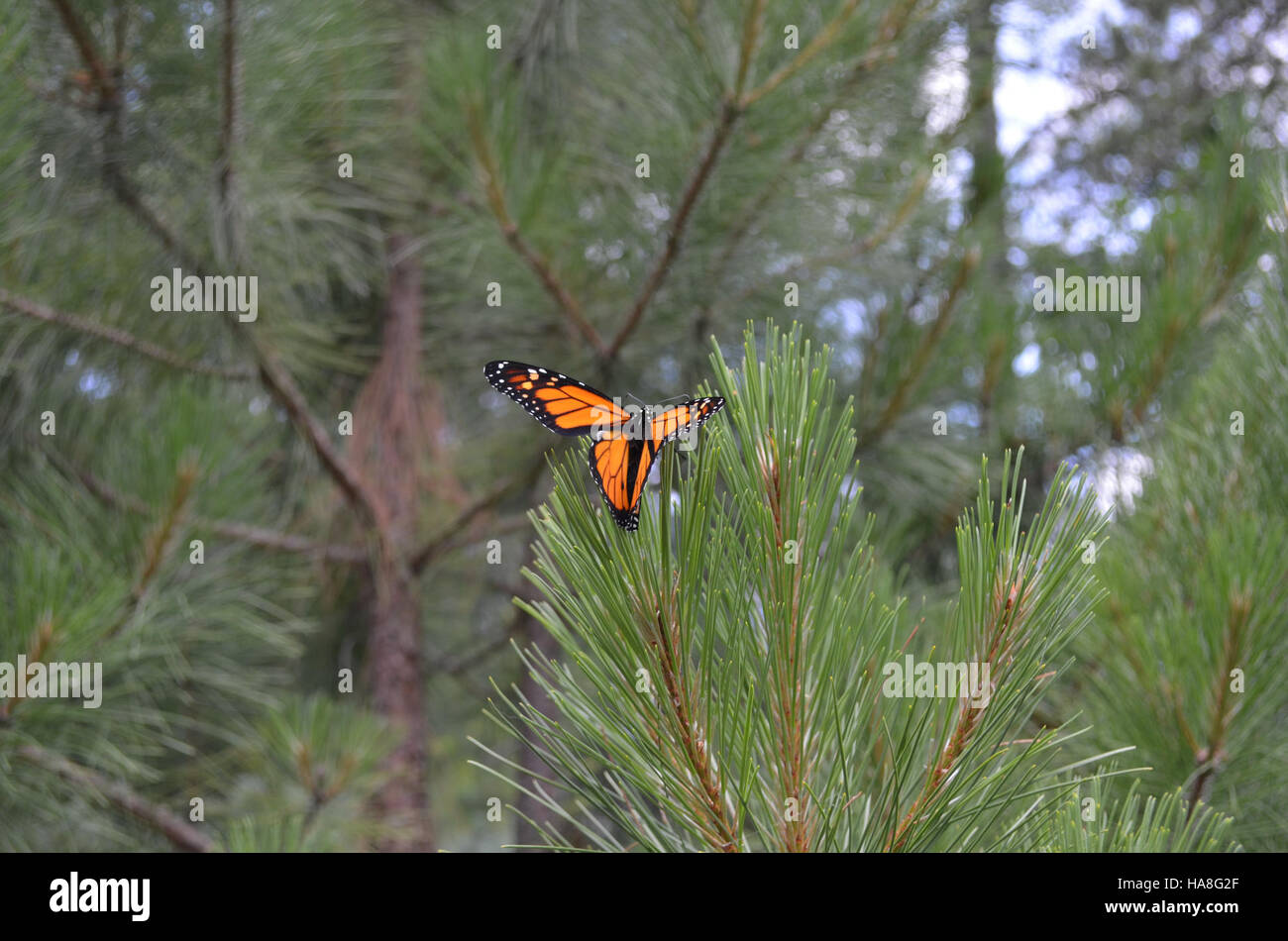 The Monarch Butterfly is a striking migratory insect known for its ...