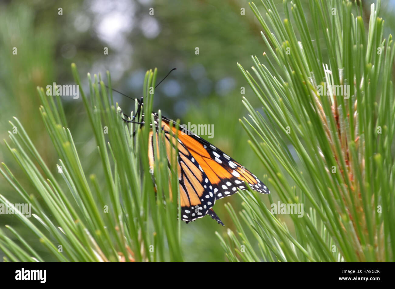 The Monarch Butterfly migrates through a National Park, illustrating ...