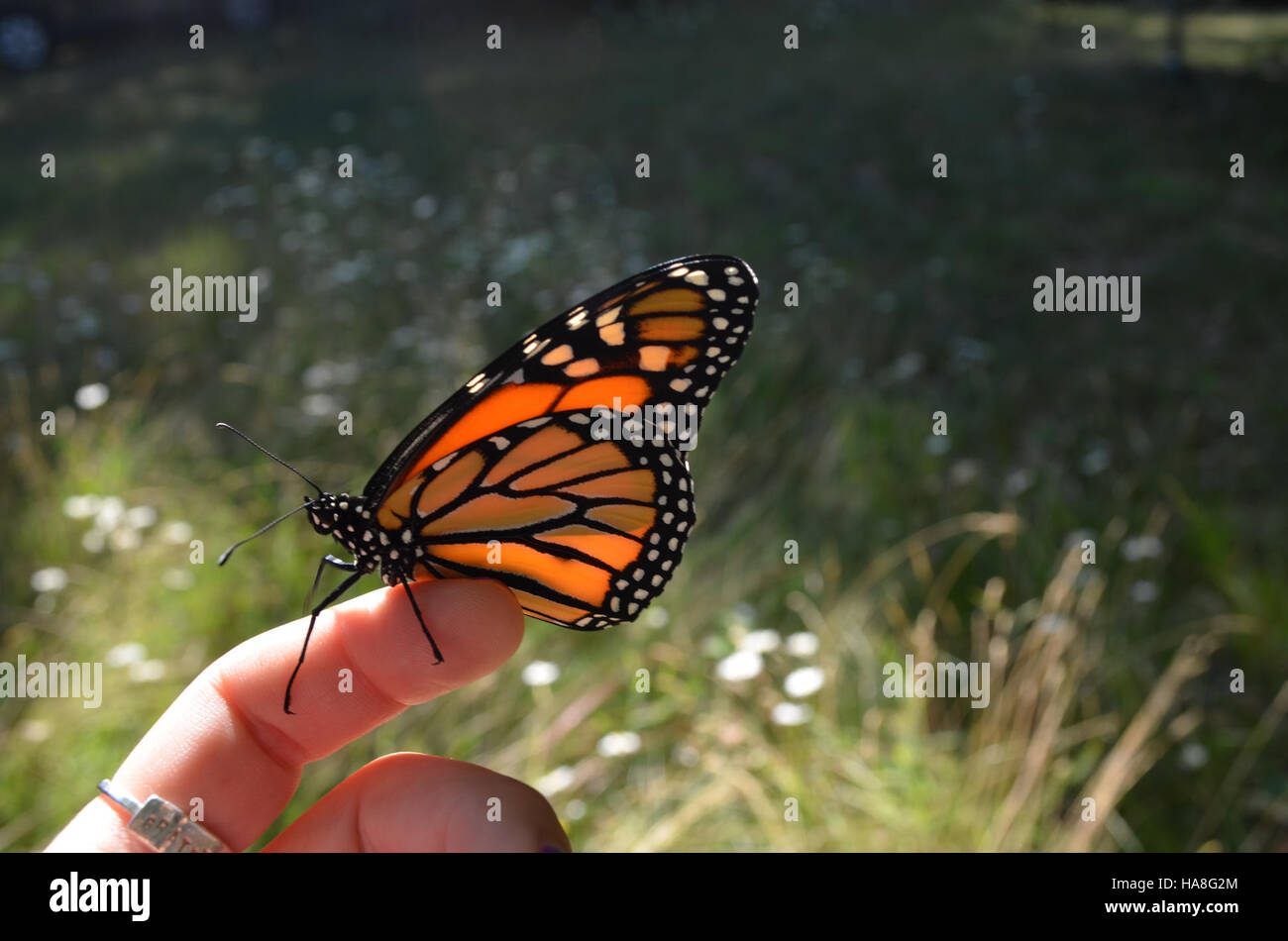 A Monarch Butterfly in flight within a National Park, symbolizing the ...
