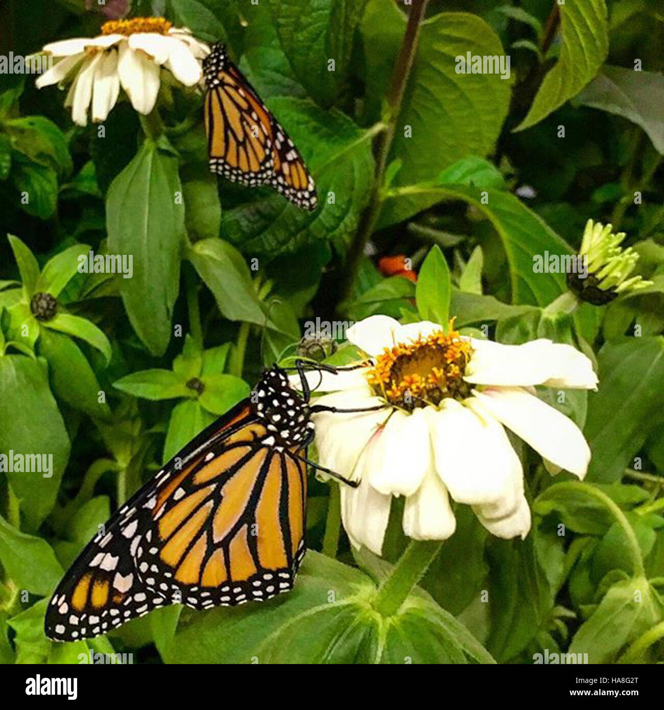 Monarch butterflies migrate through New Jersey National Park ...