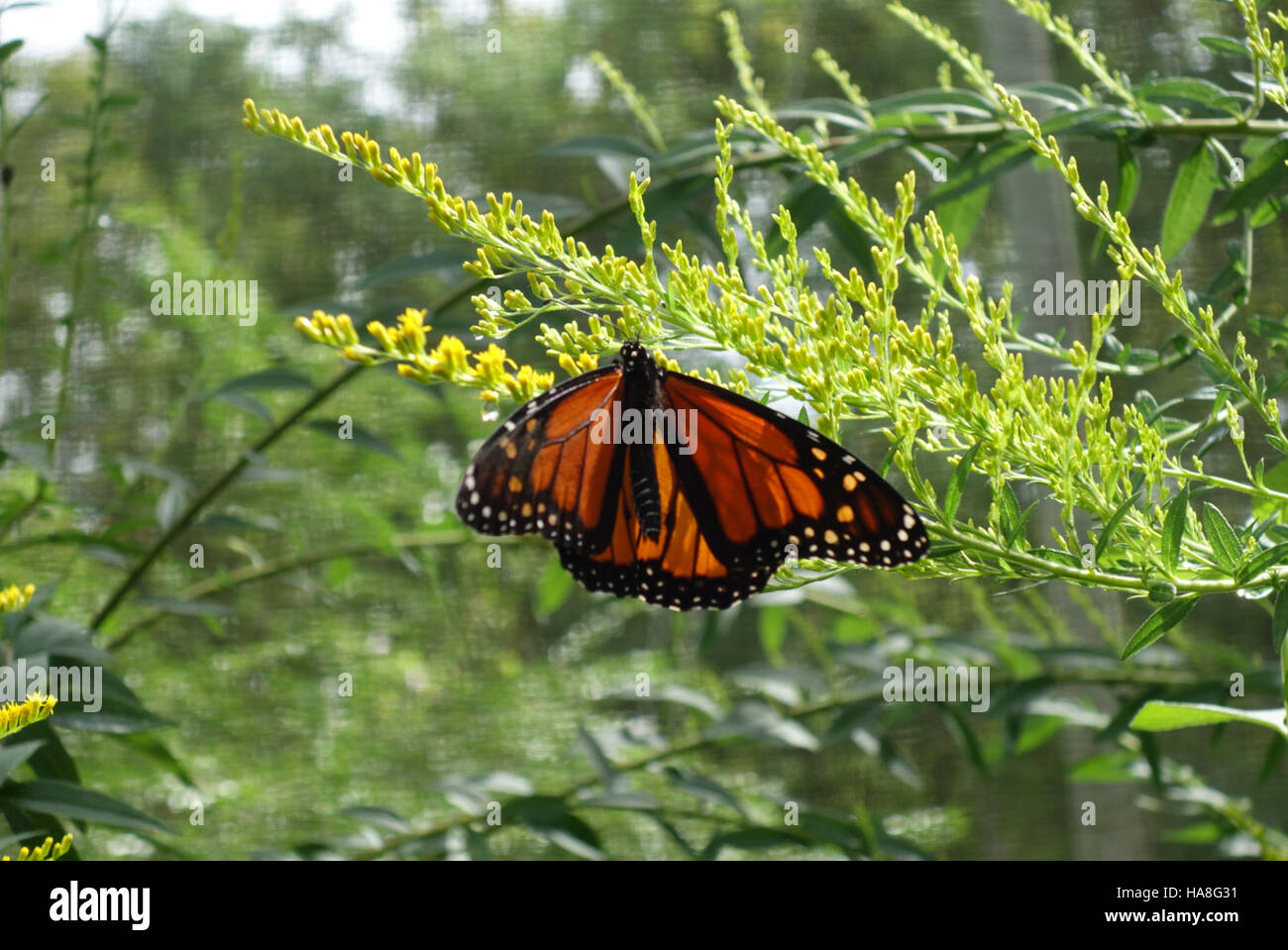usfwsmidwest 30136087215 Monarch Butterfly in South Carolina Stock ...