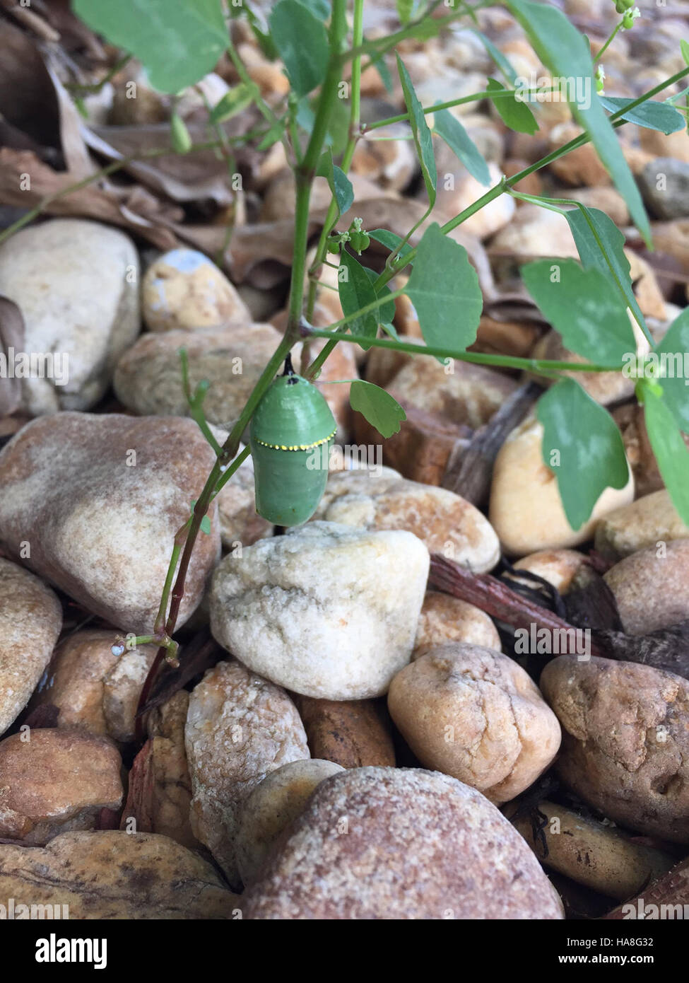 The image showcases a Monarch chrysalis in Florida’s national park ...