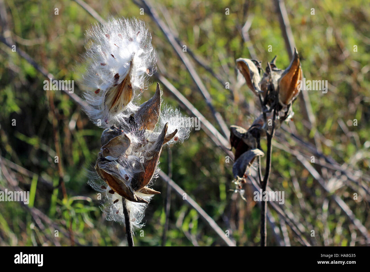 This image captures the seeds of Common Milkweed, a vital plant species ...