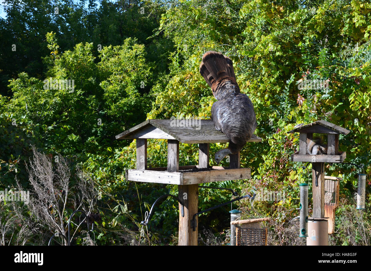 The wild turkey, a native species to North America, is spotted in a ...