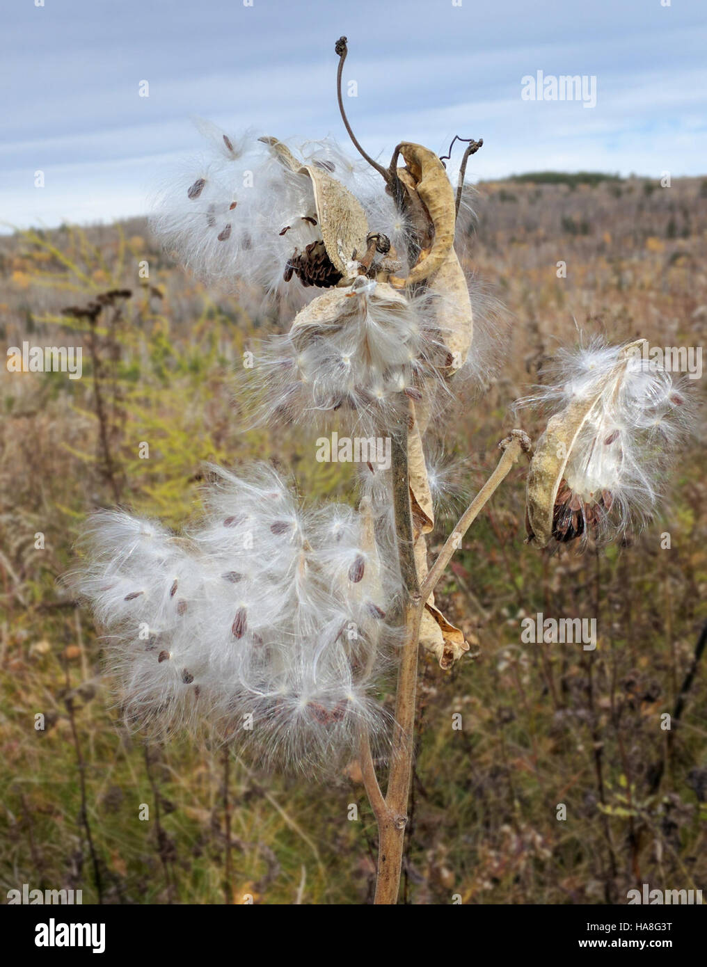 An image of common milkweed seeds, which are important for pollinators ...