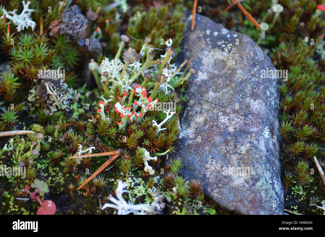 Microhabitats in national parks, such as those in the Midwest, are ...