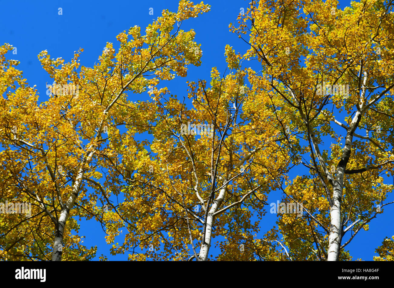Quaking Aspen trees, found in various national parks, play a ...
