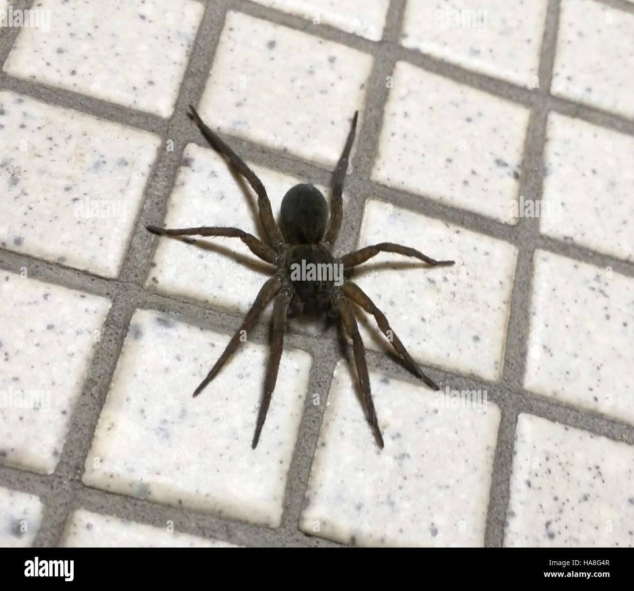 Diversity within arachnid species hi-res stock photography and images ...