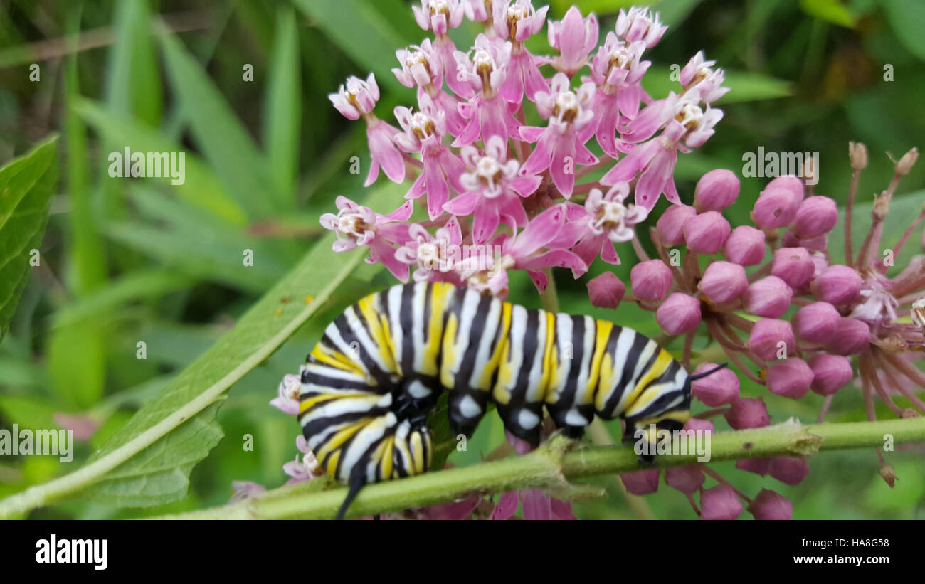 A Monarch caterpillar in Indiana, captured in its natural habitat ...
