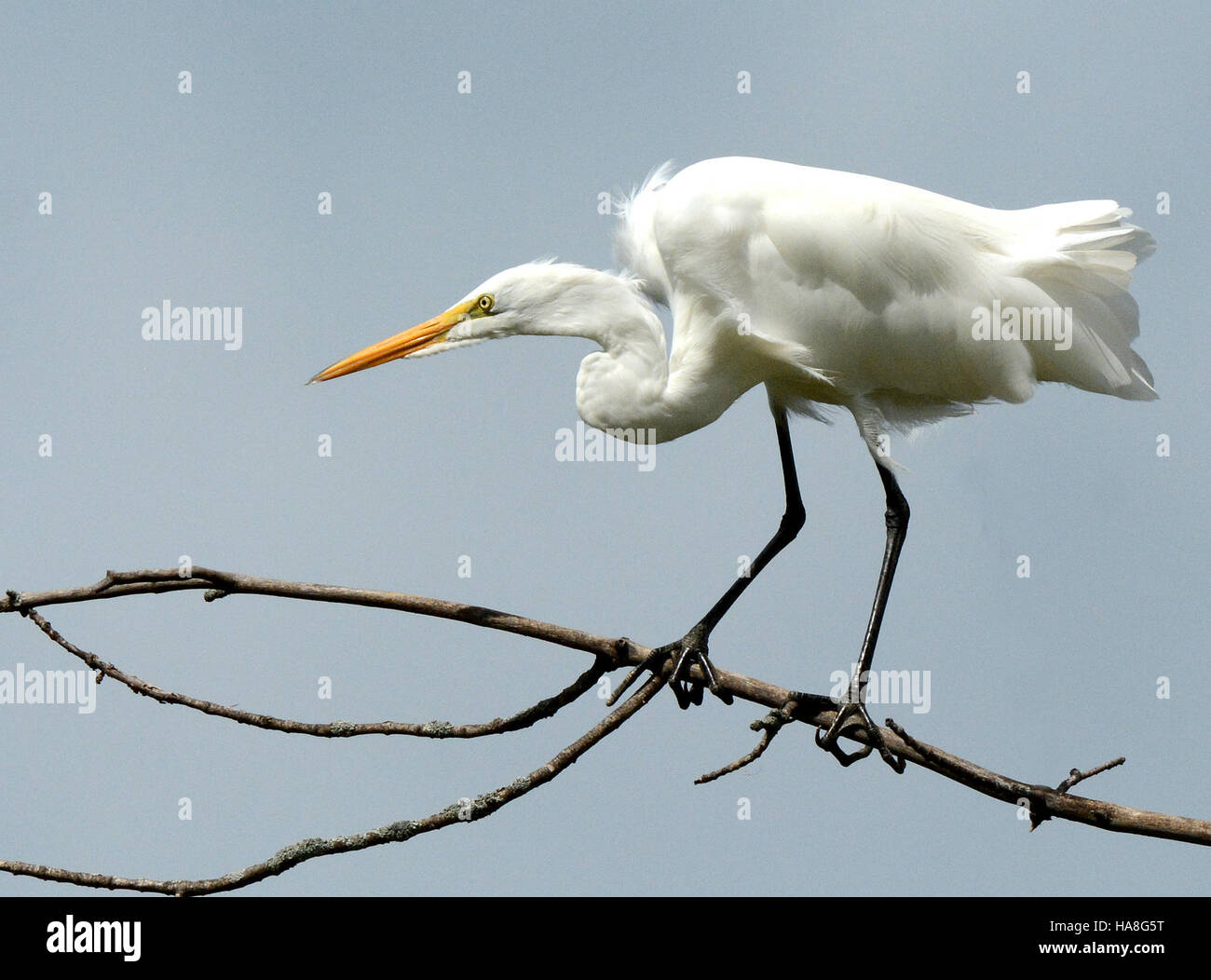 The Great Egret, a striking white wader, is often seen at Shiawassee ...