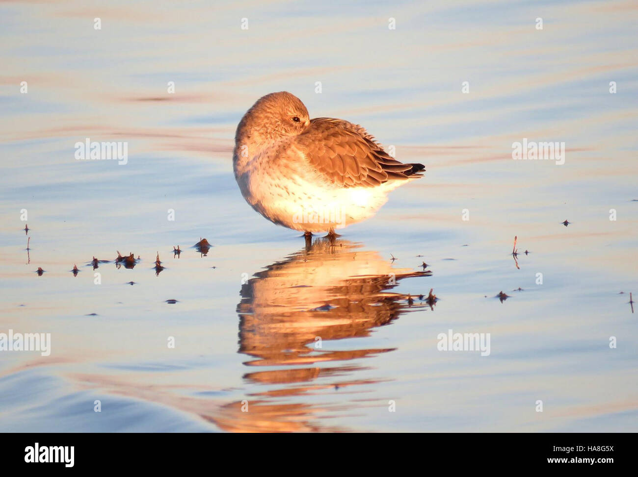The White-rumped Sandpiper is a migratory shorebird often observed in ...