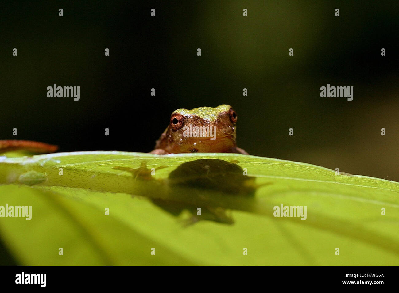 This image of a Gray Tree Frog, captured by Rick L. Hansen, highlights ...