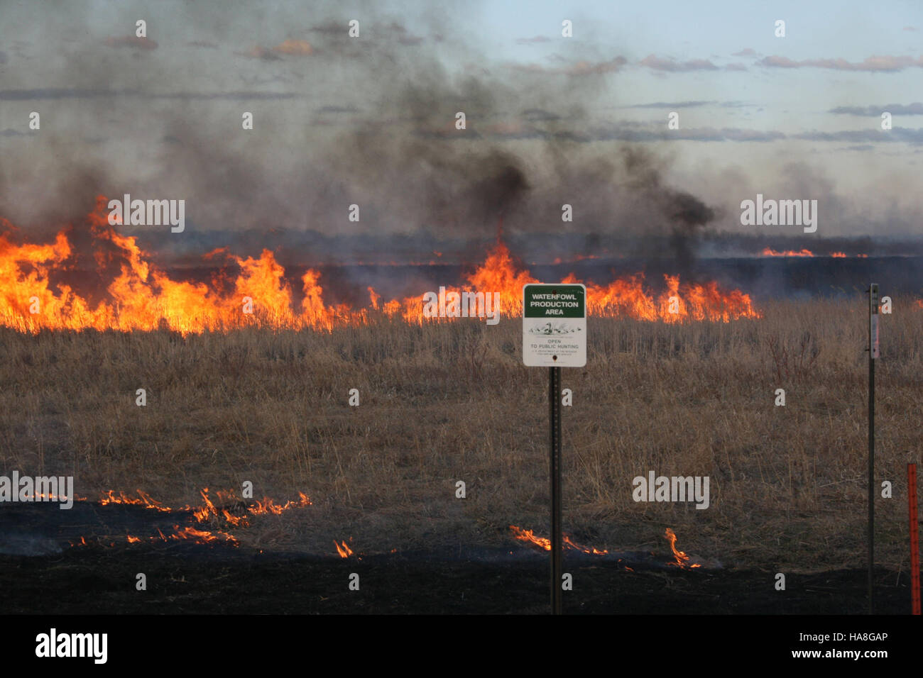 Prescribed burning is a land management technique used at the WPA ...