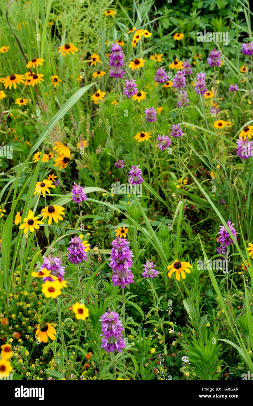 Prairie Mix is a habitat restoration project within a national park ...