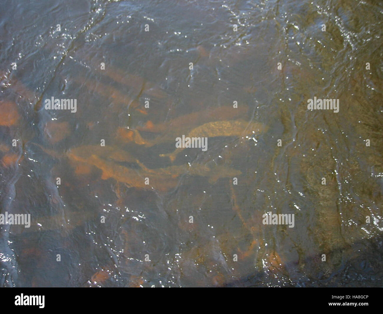 This image features a juvenile sturgeon, a species known for its ...