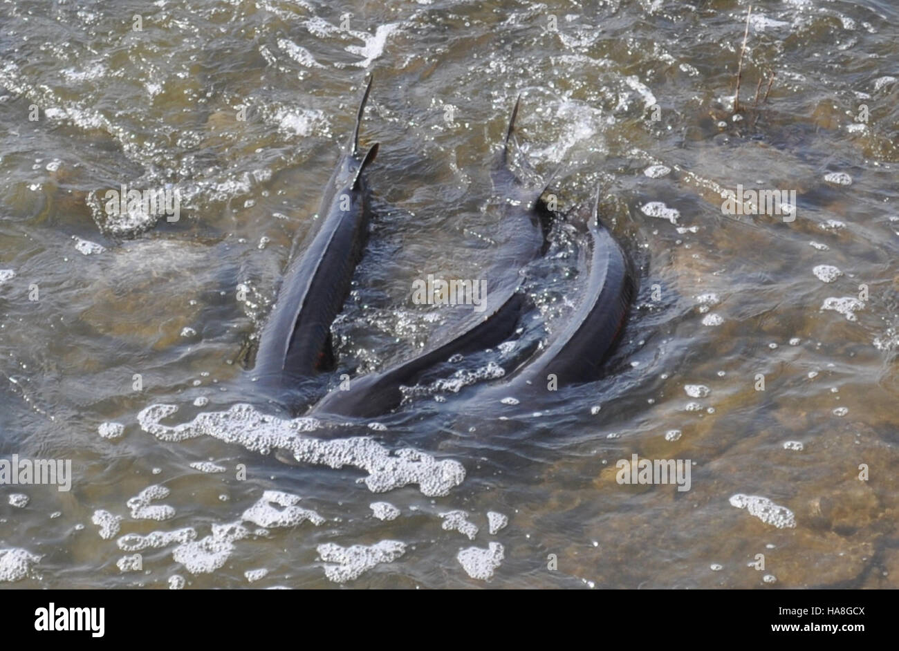 The sturgeon, a primitive fish species, is an important part of the ...