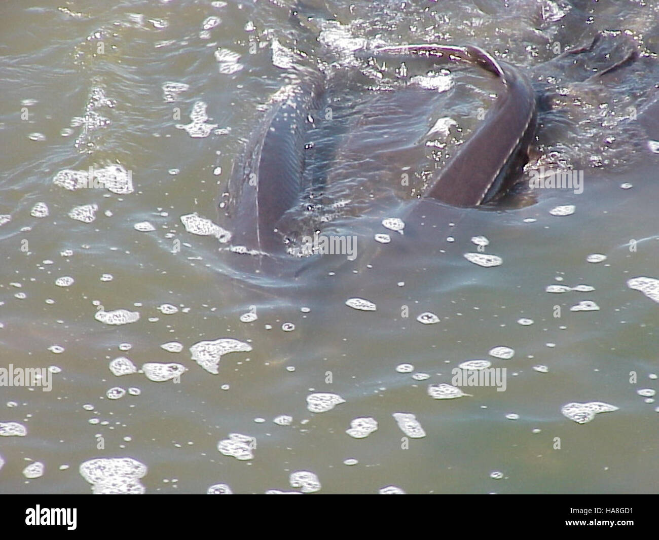 The Sturgeon, a key species in North American ecosystems, is protected ...