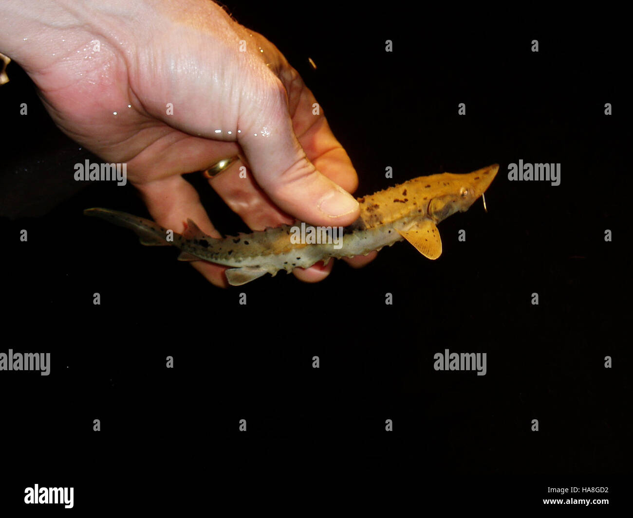 Various species of sturgeon hi-res stock photography and images - Alamy