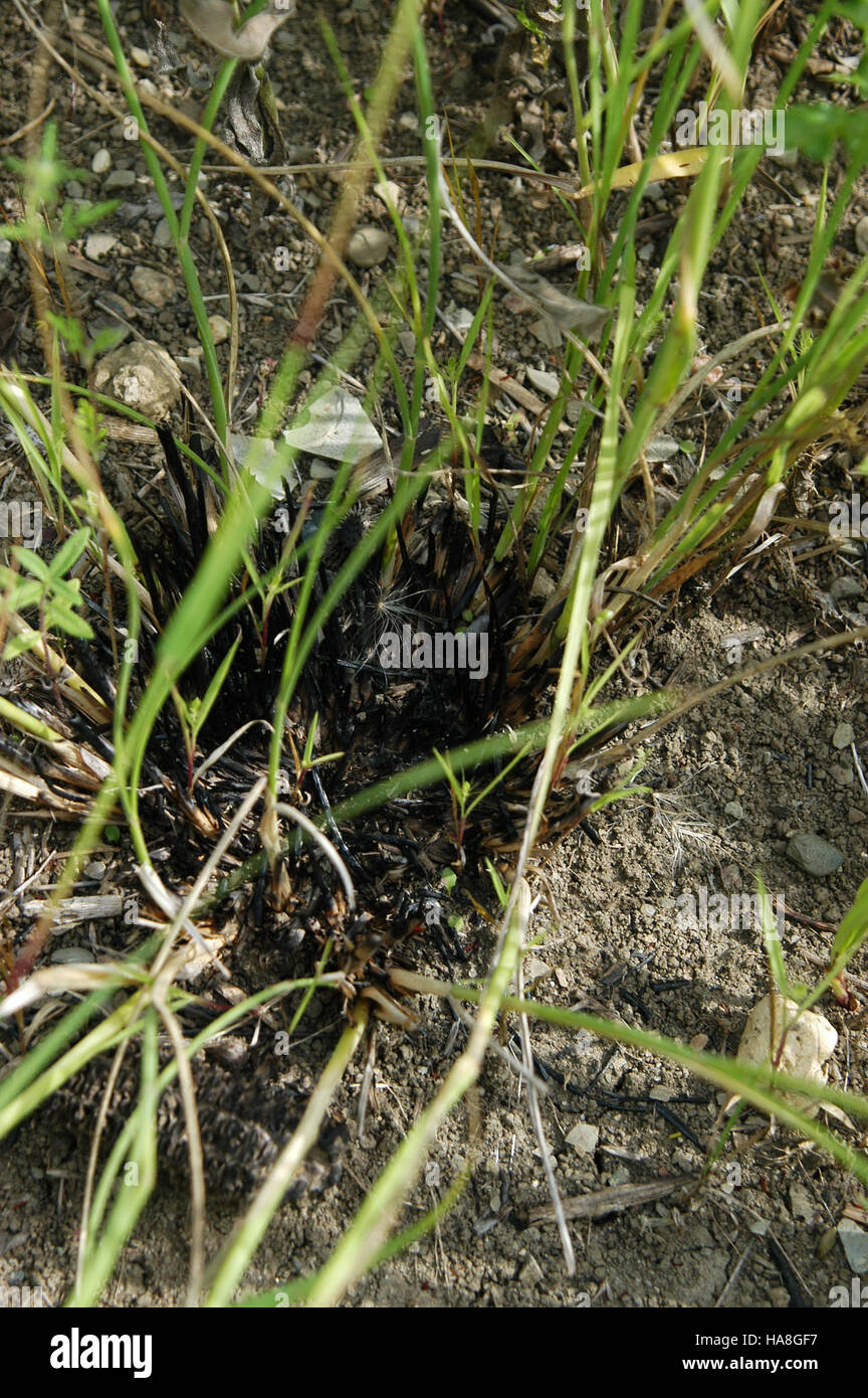 Regrowth in a national park following a prescribed burn illustrates the ...