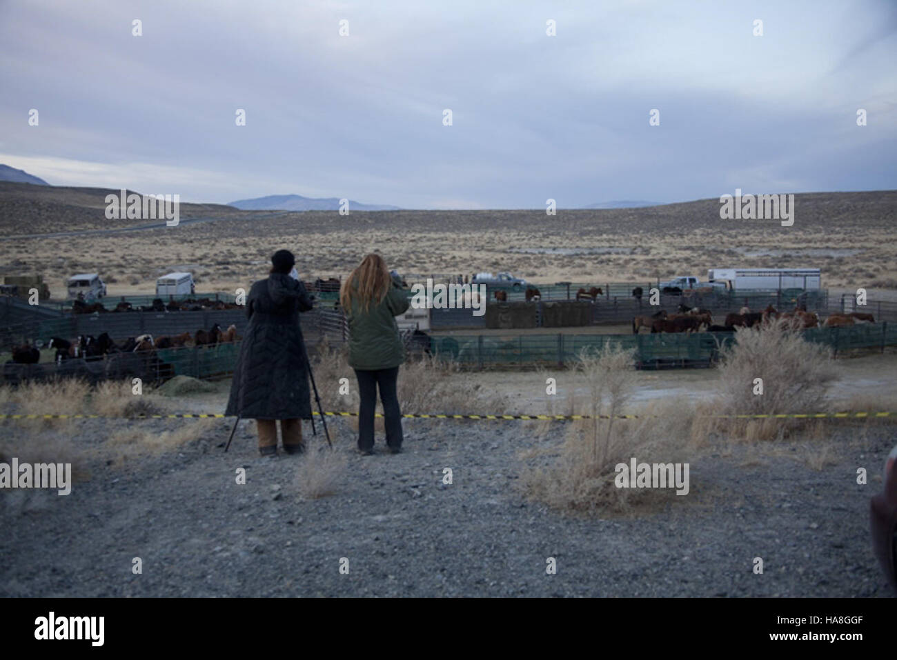 The Bureau of Land Management (BLM) conducted the Calico Wild Horse and ...