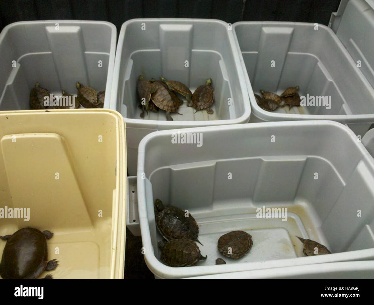 usfwsmidwest 5051286564 Sixty turtles were released by Battle Creek ...