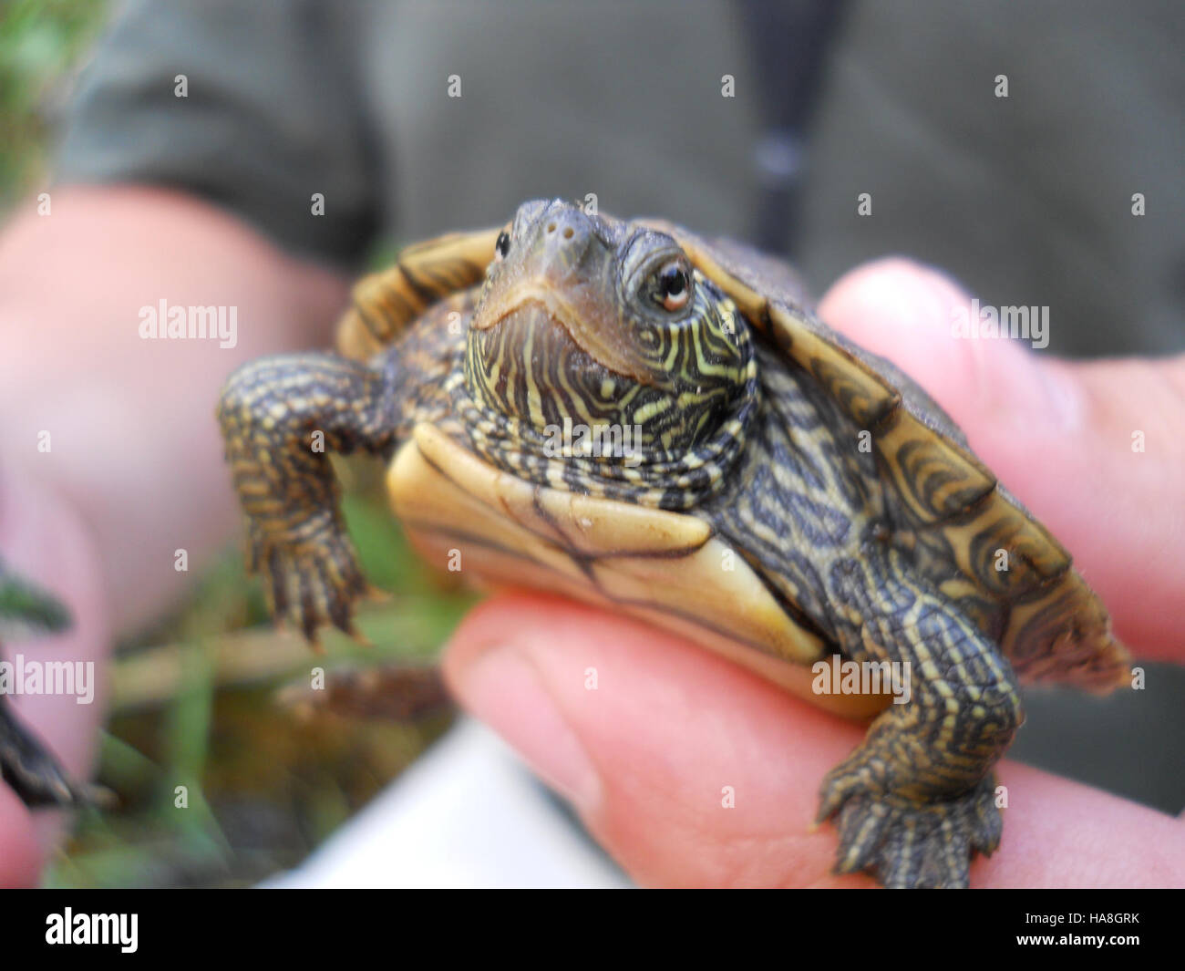 This image features a Map Turtle being prepared for release into the ...