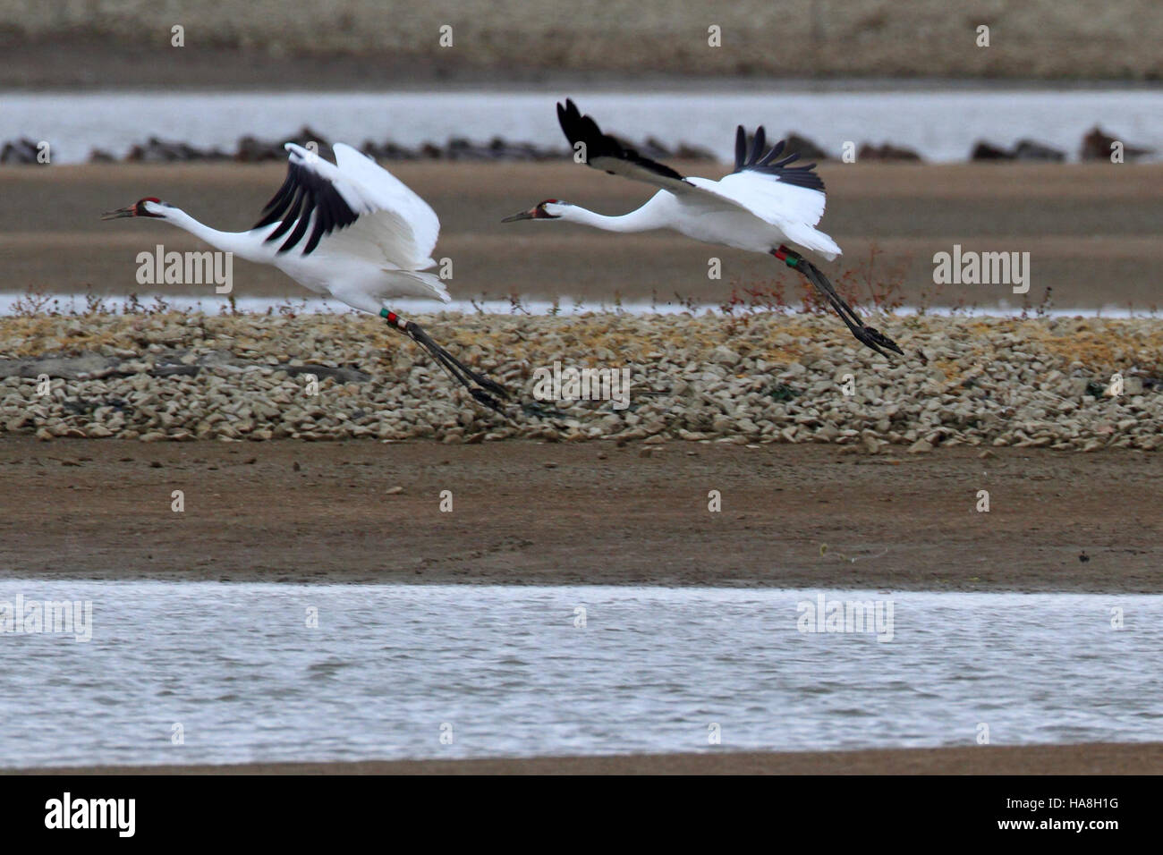 Patoka wildlife refuge hi-res stock photography and images - Alamy