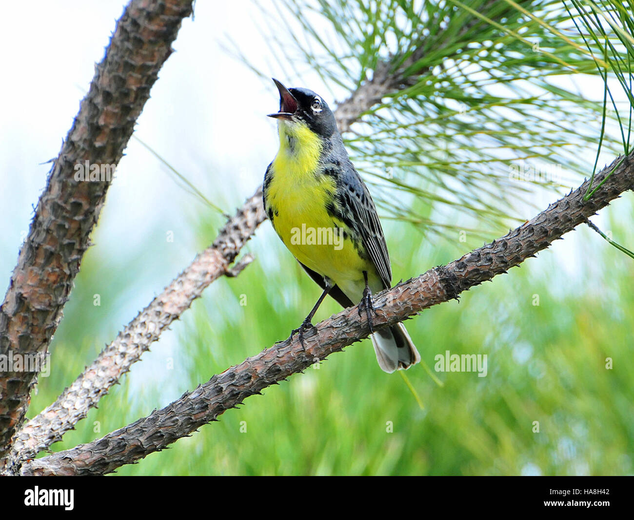 The Kirtland’s warbler, a rare songbird, has become the focus of ...