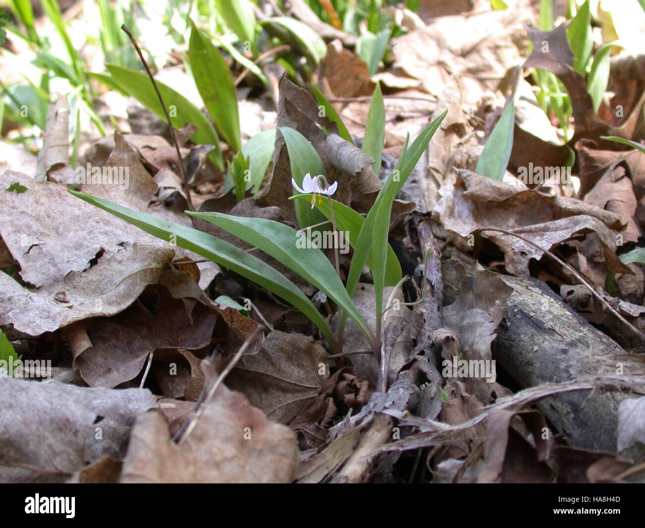 The Minnesota Dwarf Trout Lily, a rare plant species, thrives in ...