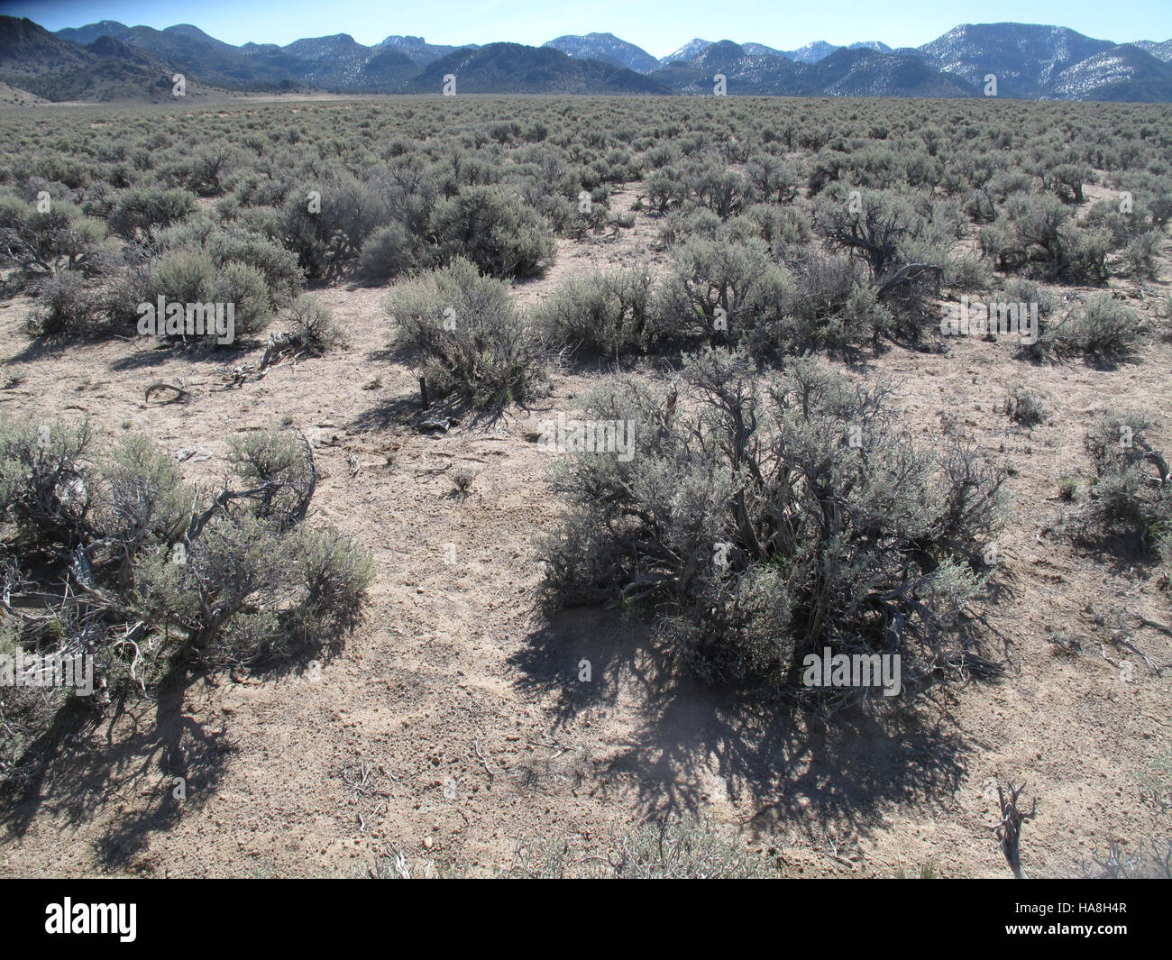 Photos taken of the Stone Cabin Herd Management Area in Nevada before ...